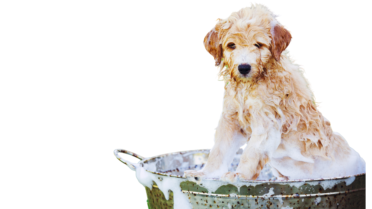 GROOMING | The Lodge for Pampered Pets